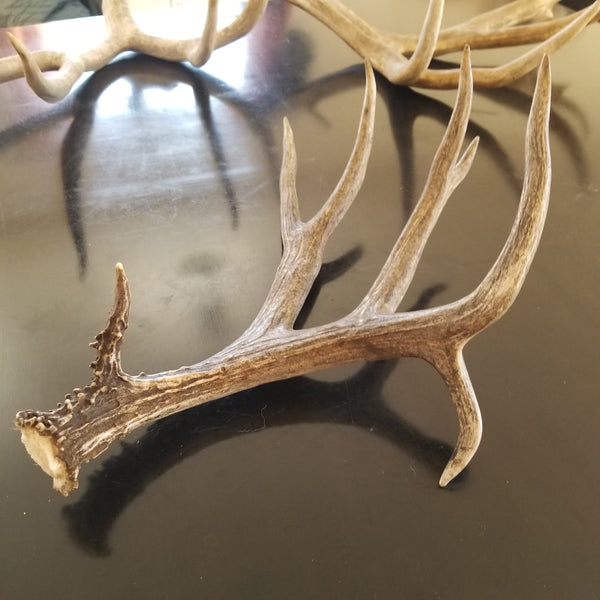Single Deer – The Antler Rack