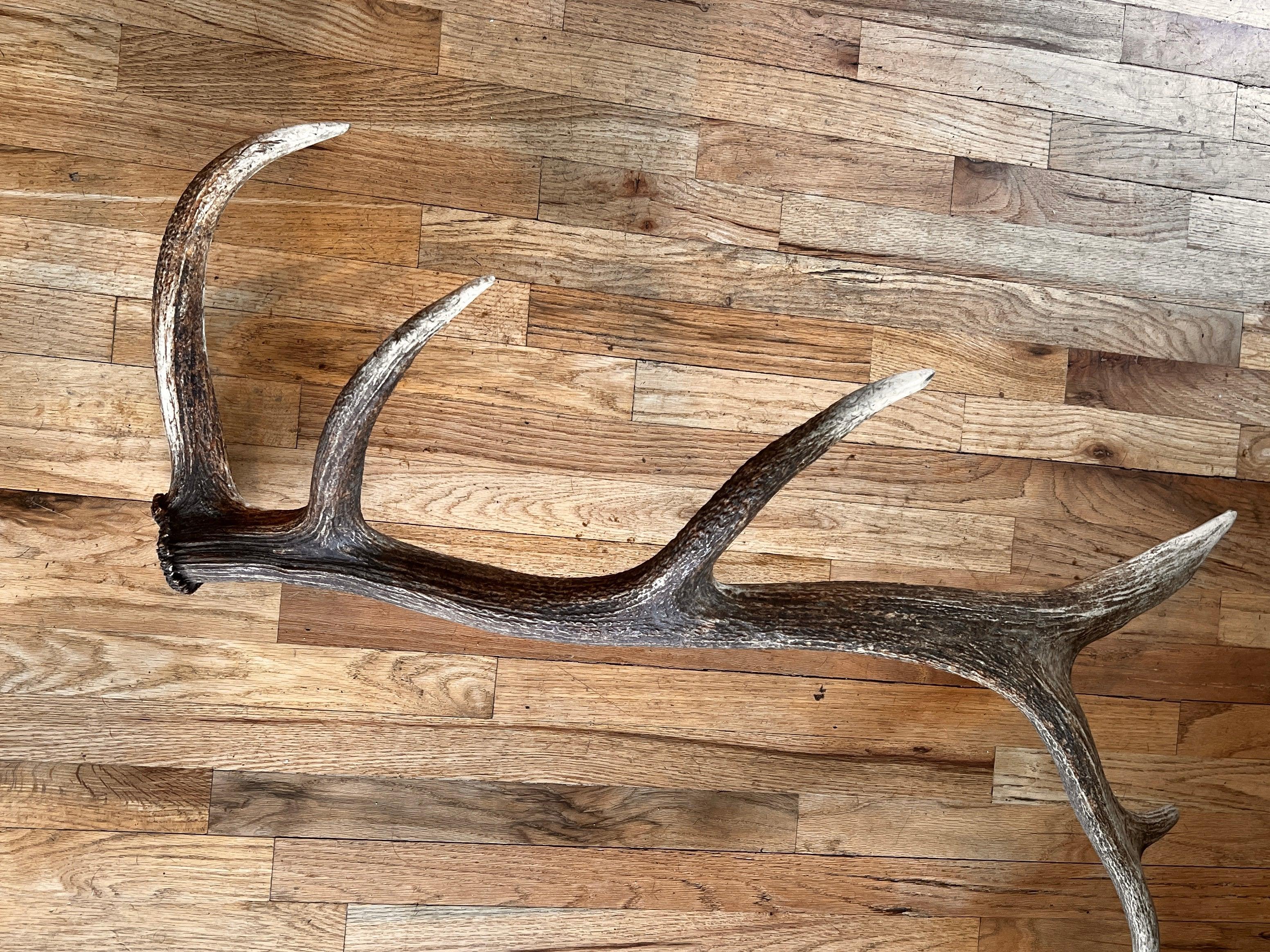 6 point Elk Antler – The Antler Rack